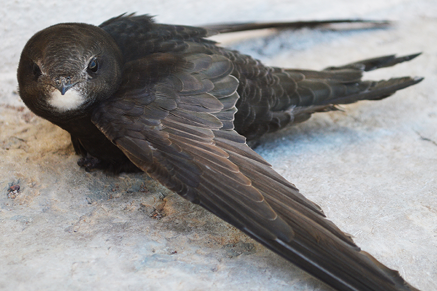 Swifts in Stansted – Sustainable Stansted